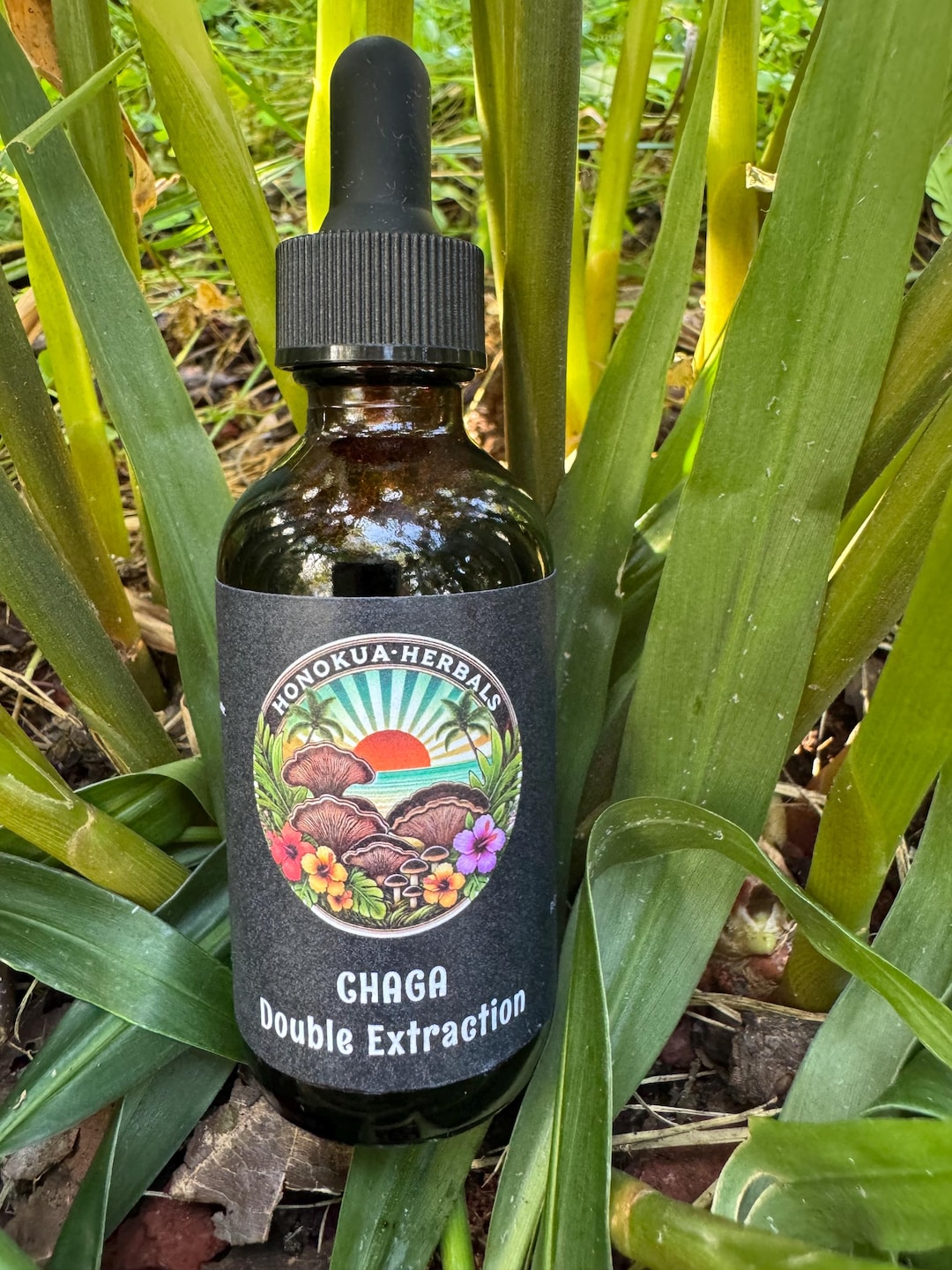 Chaga Double Extraction 2 Oz - Etsy