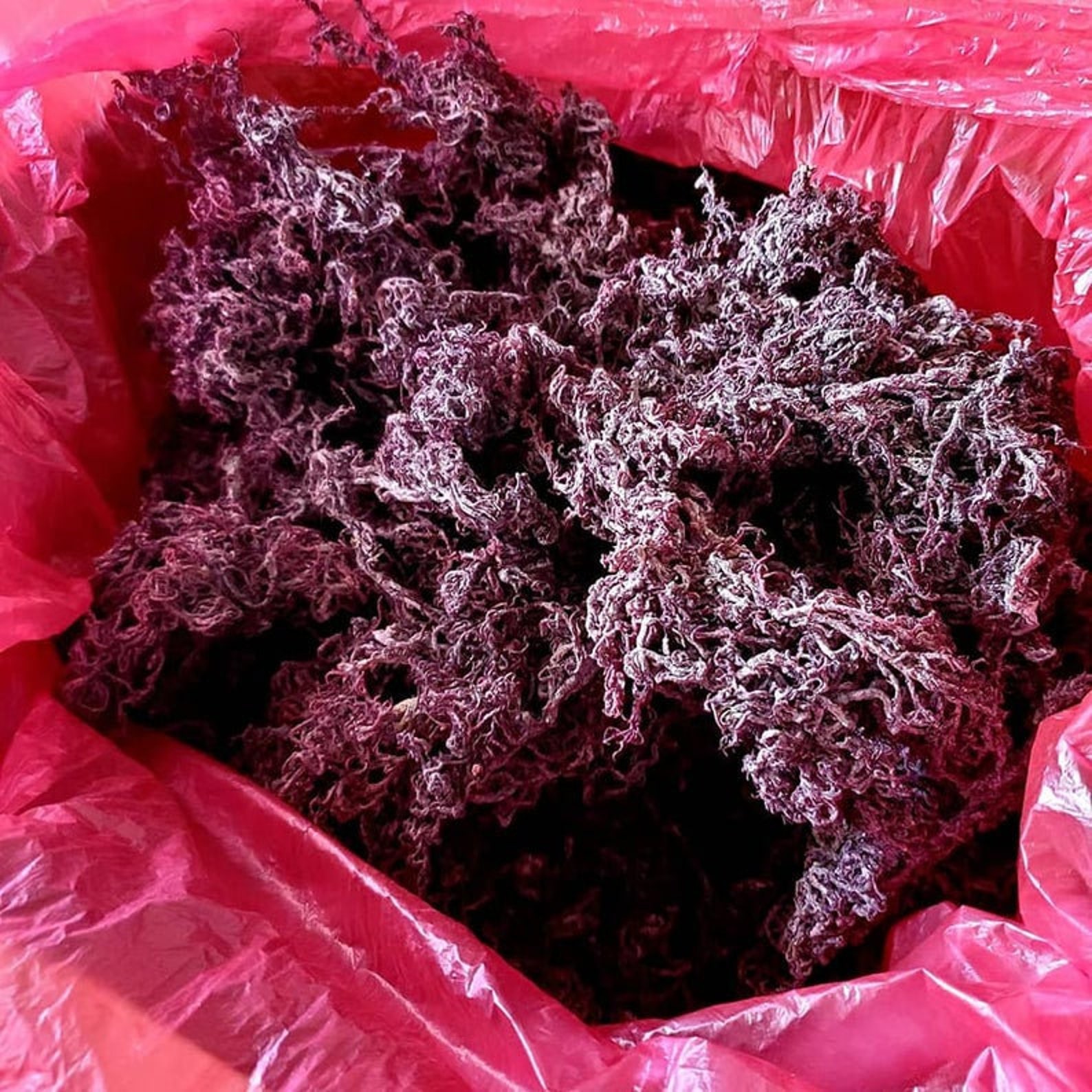Purple St. Lucia Sea Moss Wildcrafted Purple Irish Sea Moss - Etsy