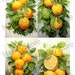 Citrus Lemons Fruit Printable Ephemera Watercolor Clipart 20JPG ...