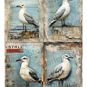 Seagull Printable Ephemera Watercolor Clipart JPG Elements Commercial ...