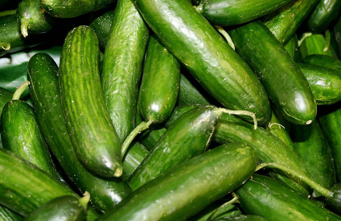 30 Persian Beit Alpha Cucumber Seeds Heirloom NON-GMO Crispy - Etsy