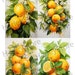 Citrus Lemons Fruit Printable Ephemera Watercolor Clipart 20JPG ...