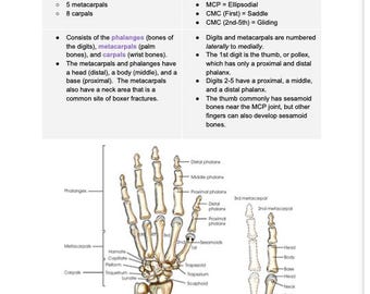Rad Notes - General Anatomy & Positioning Considerations - Radiography ...