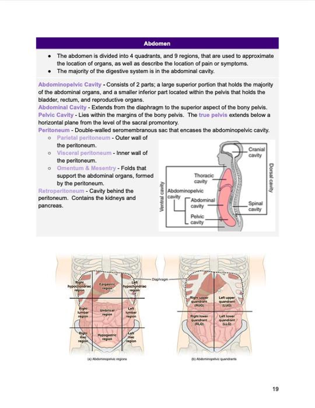 Rad Notes - Thorax & Abdomen - Radiography Study Guide *digital Copy ...