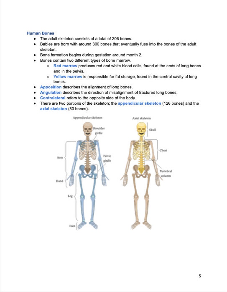 Rad Notes General Anatomy & Positioning Considerations Special Studies ...