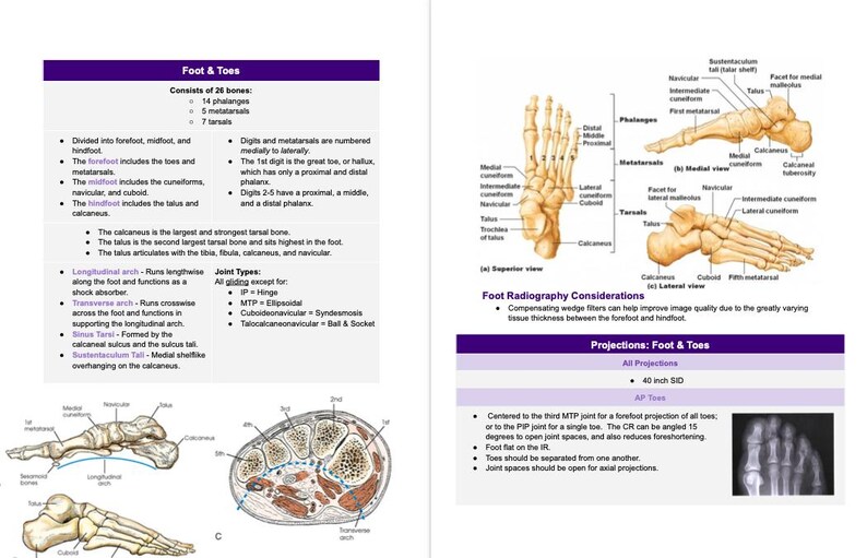 Rad Notes - Lower Extremity - Radiography Study Guide *digital Copy ...