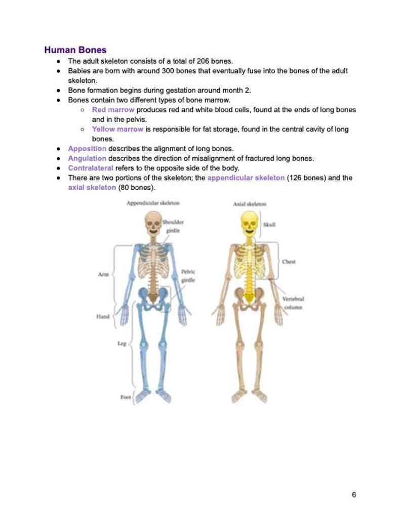 Rad Notes - General Anatomy & Positioning Considerations - Radiography ...