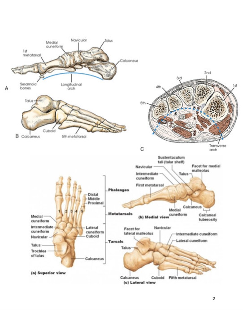 Rad Notes Lower Extremity Radiography Study Guide digital Copy - Etsy