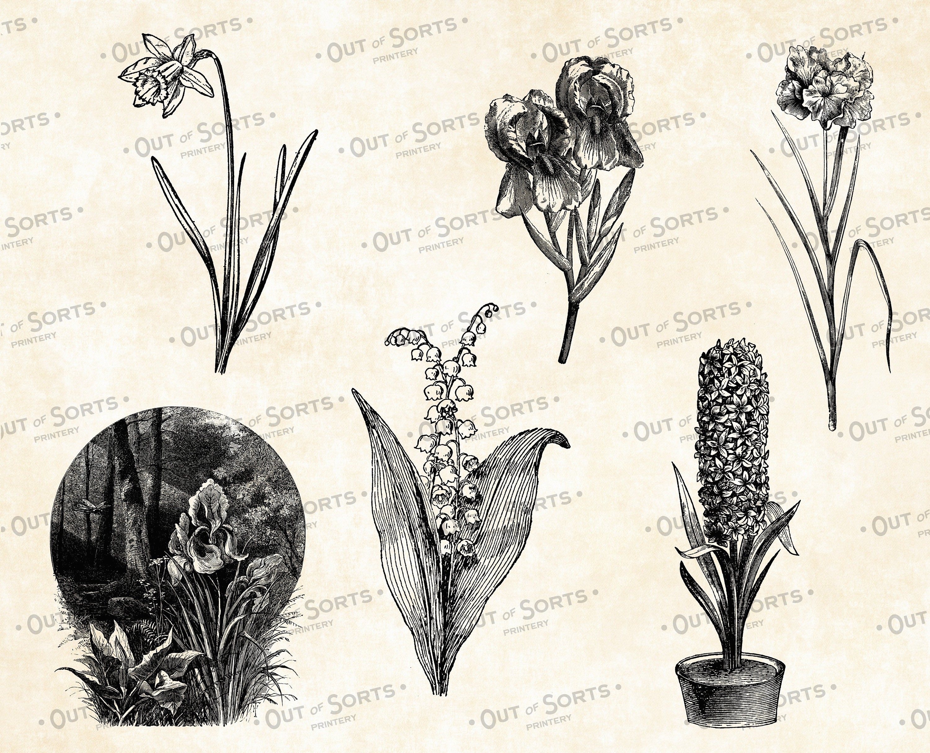 Spring Flowers, Antique Botanical Clipart, Vintage Floral, Easter ...