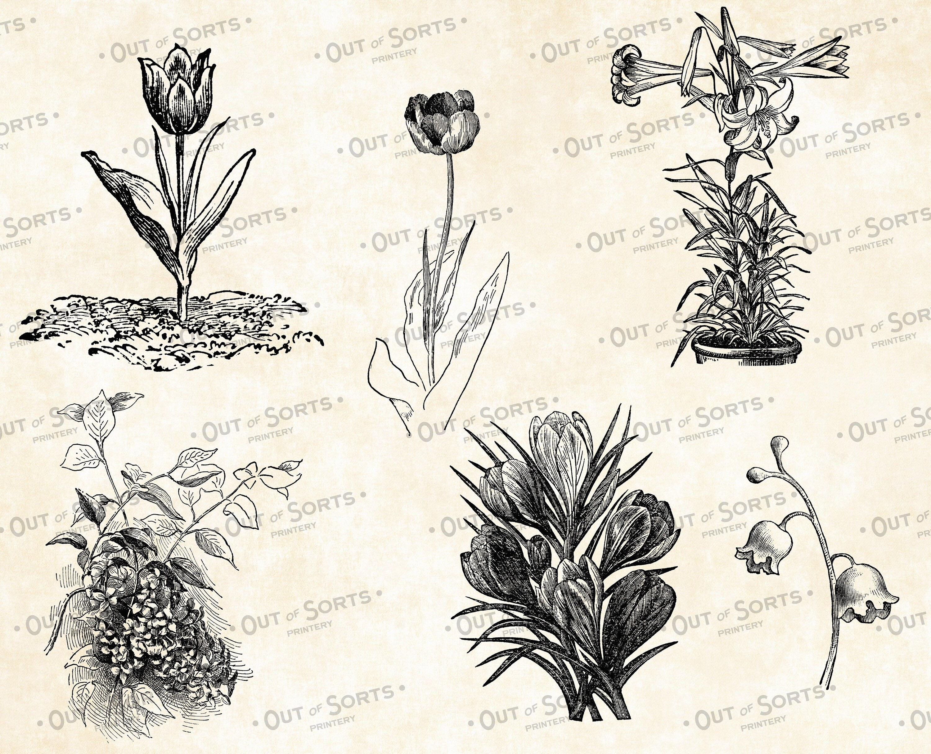Spring Flowers, Antique Botanical Clipart, Vintage Floral, Easter ...