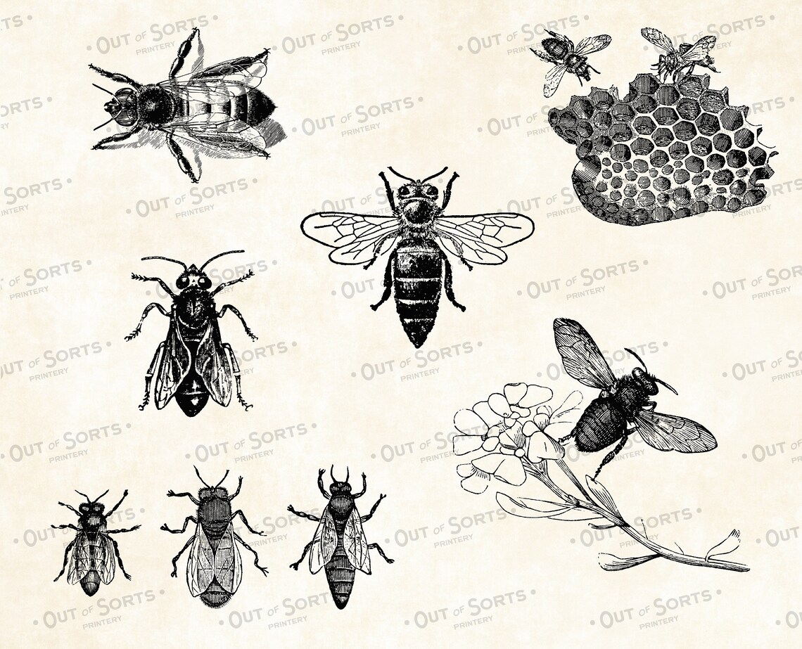 Vintage Bee Clipart Antique Honeybee Overlays Bumble Bee - Etsy