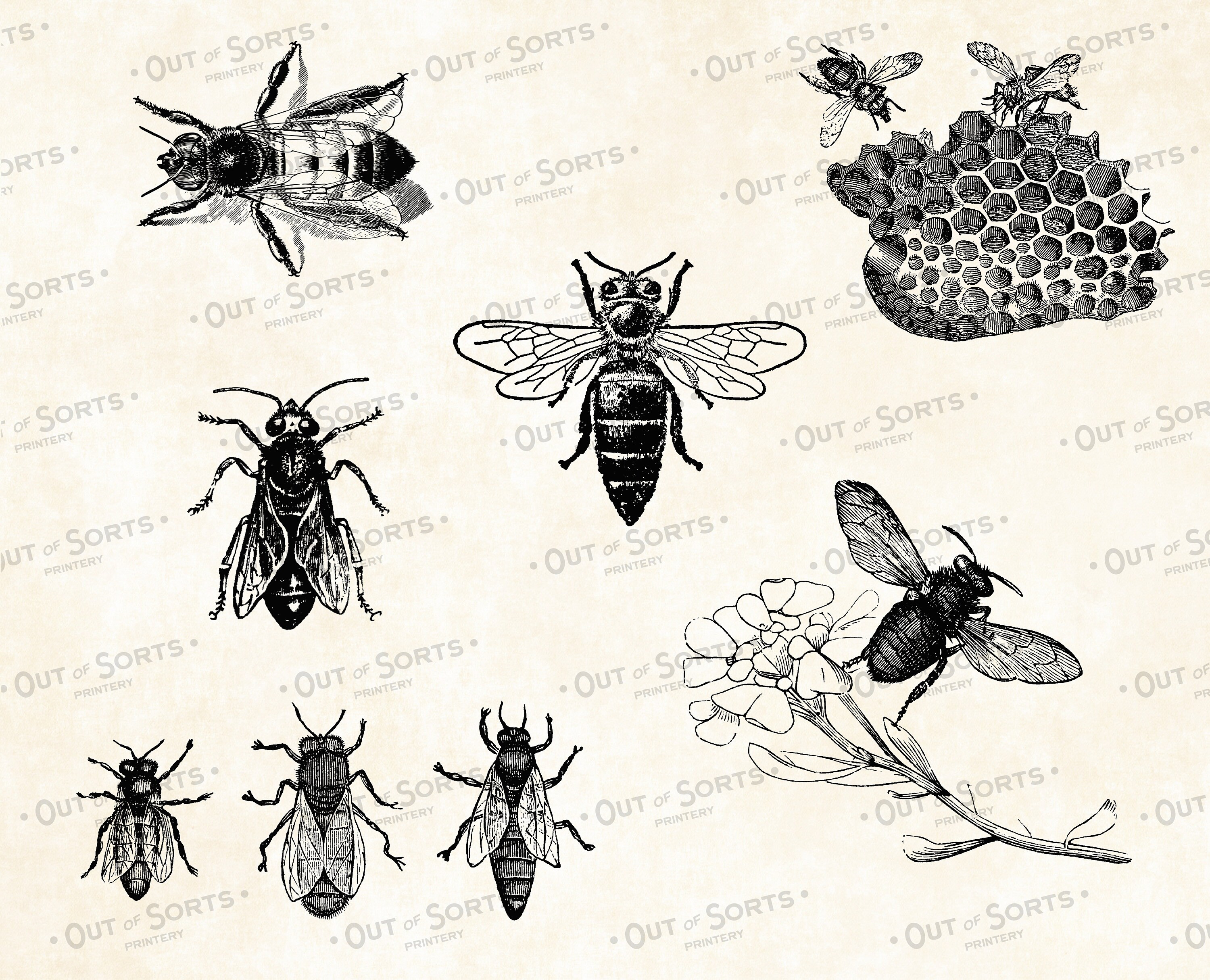 Vintage Bee Clipart, Antique Honeybee Overlays, Bumble Bee Digital ...
