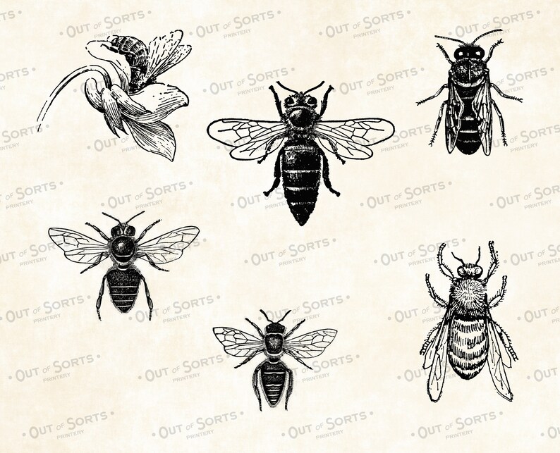 Vintage Bee Clipart Antique Honeybee Overlays Bumble Bee - Etsy