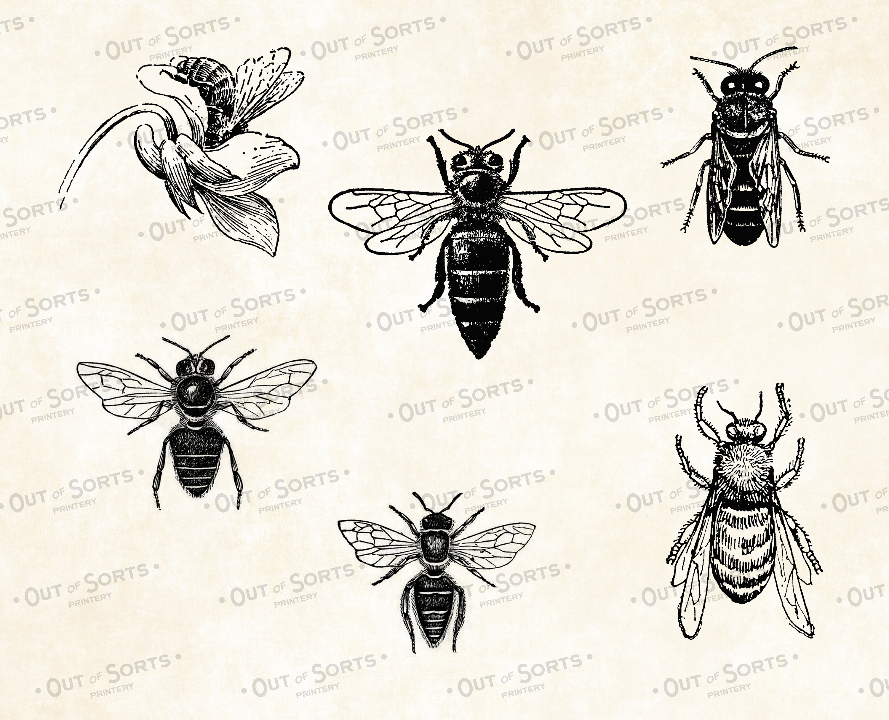 Vintage Bee Clipart Antique Honeybee Overlays Bumble Bee - Etsy