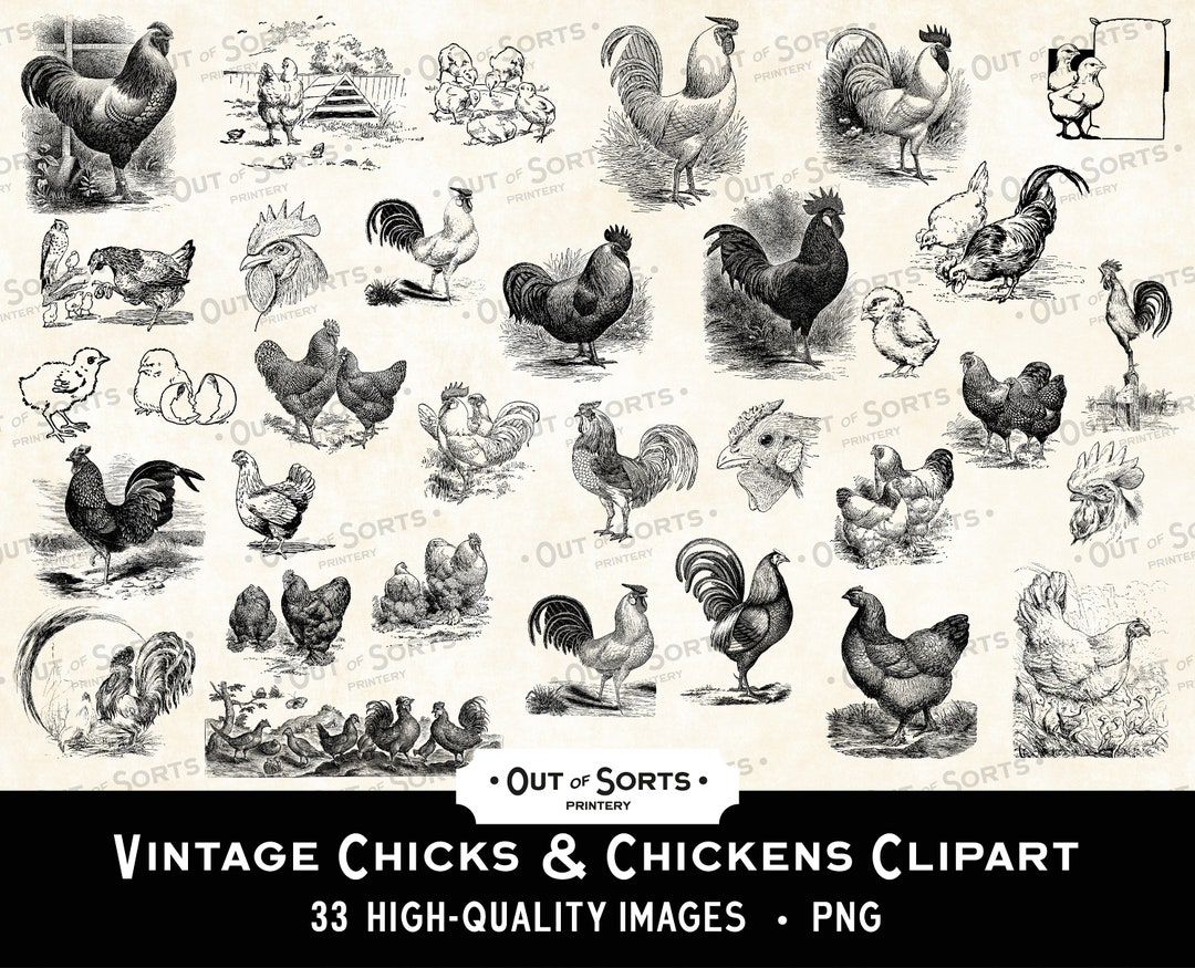 Chickens, Chicks and Rooster Clipart, Poultry PNG, Fowl Overlays ...