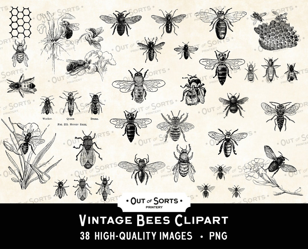 Vintage Bee Clipart, Antique Honeybee Overlays, Bumble Bee Digital ...