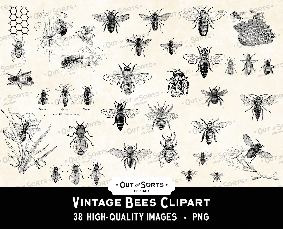Vintage Bee Clipart Antique Honeybee Overlays Bumble Bee - Etsy