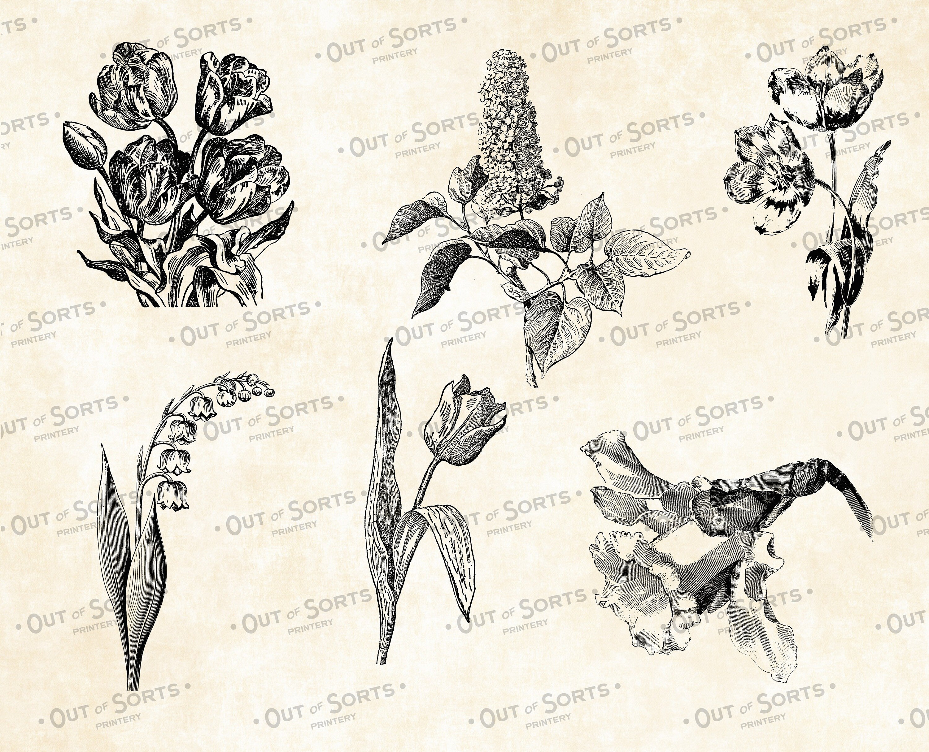 Spring Flowers, Antique Botanical Clipart, Vintage Floral, Easter ...