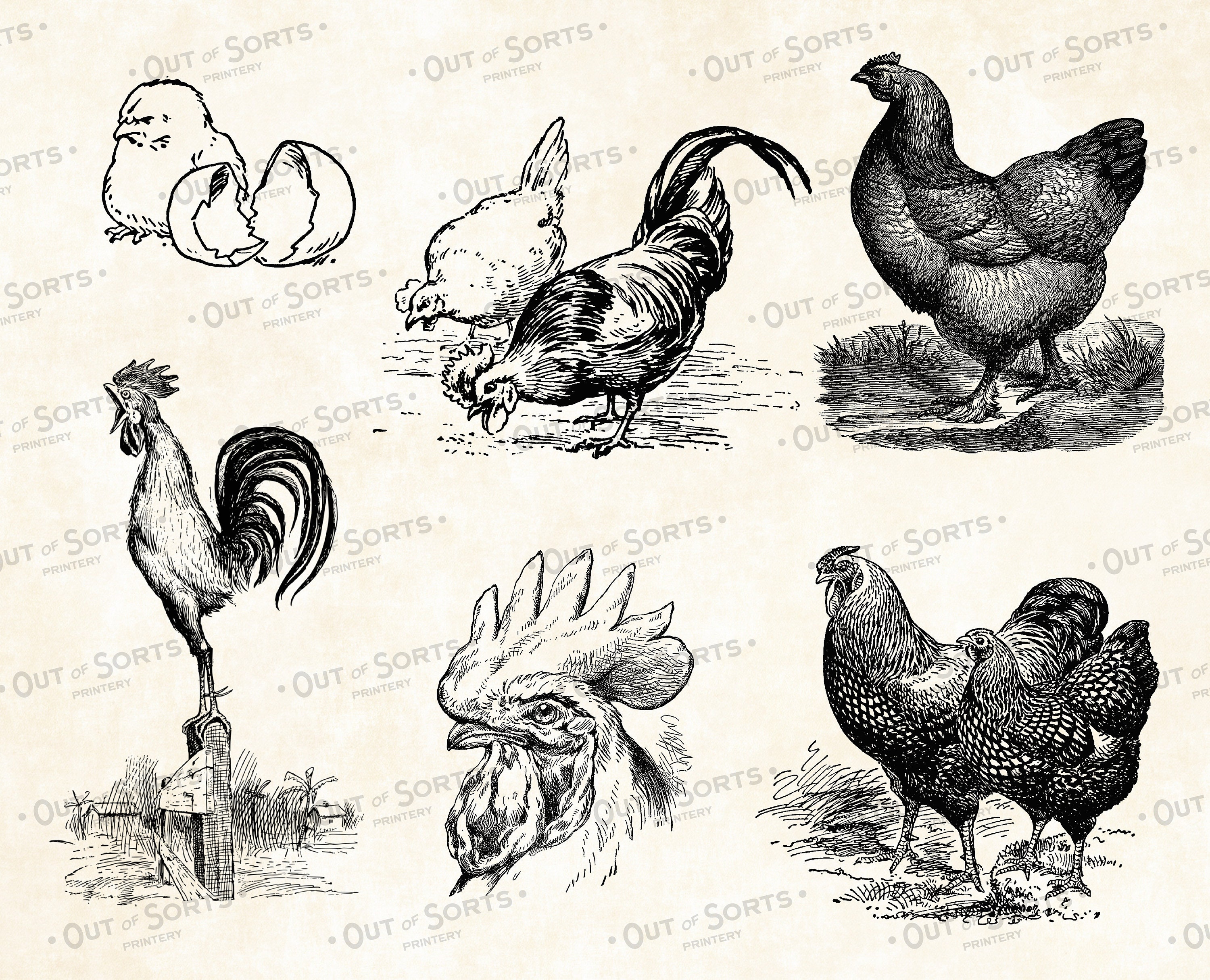 Chickens, Chicks and Rooster Clipart, Poultry PNG, Fowl Overlays ...