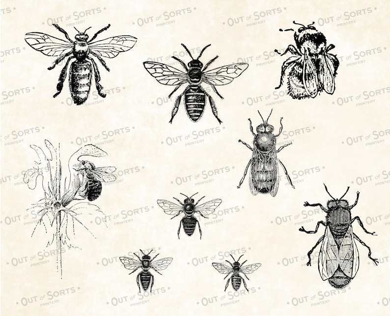 Vintage Bee Clipart Antique Honeybee Overlays Bumble Bee - Etsy