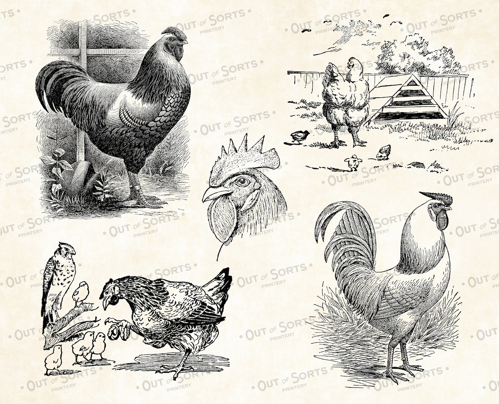 Chickens, Chicks and Rooster Clipart, Poultry PNG, Fowl Overlays ...