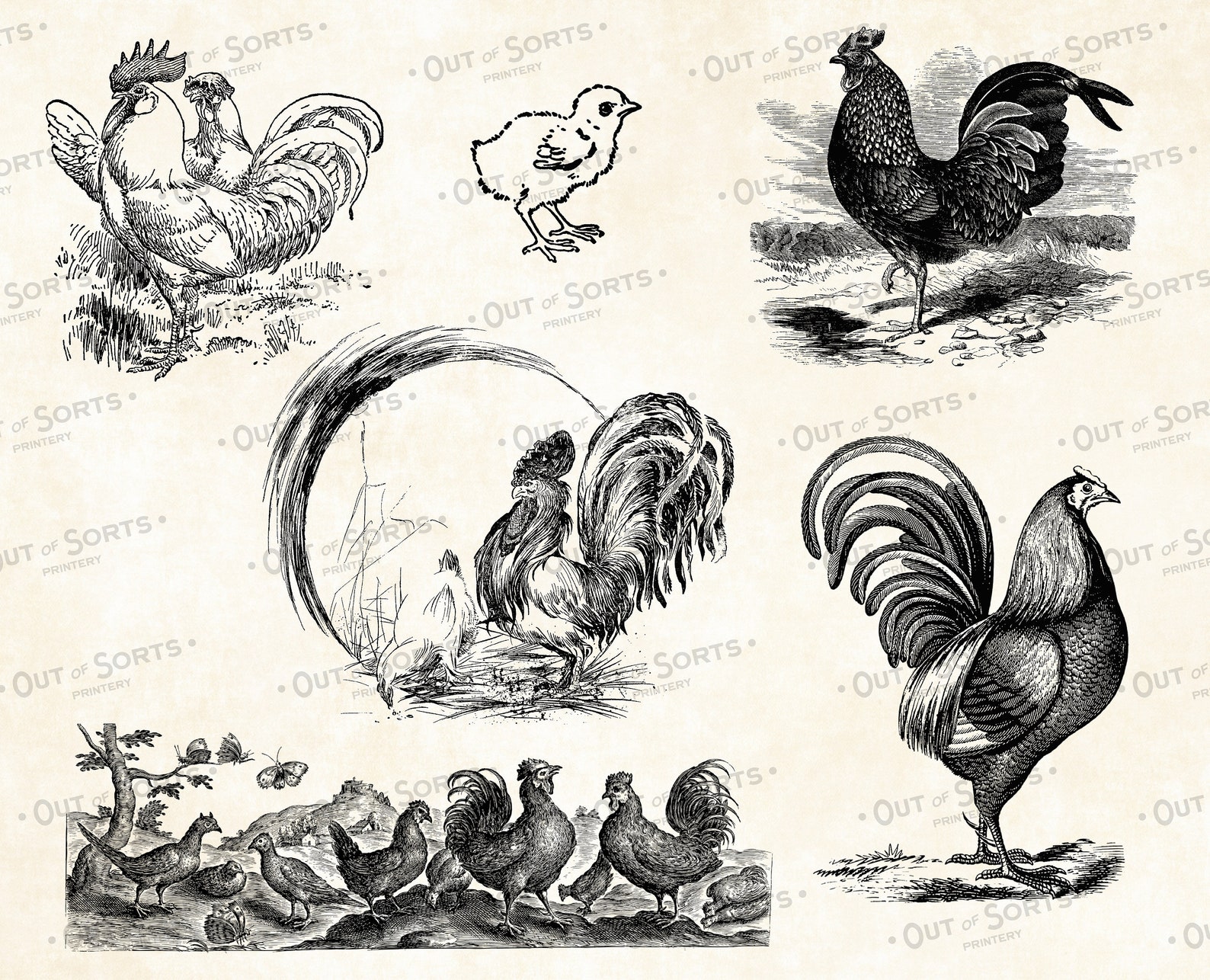 Chickens, Chicks and Rooster Clipart, Poultry PNG, Fowl Overlays ...