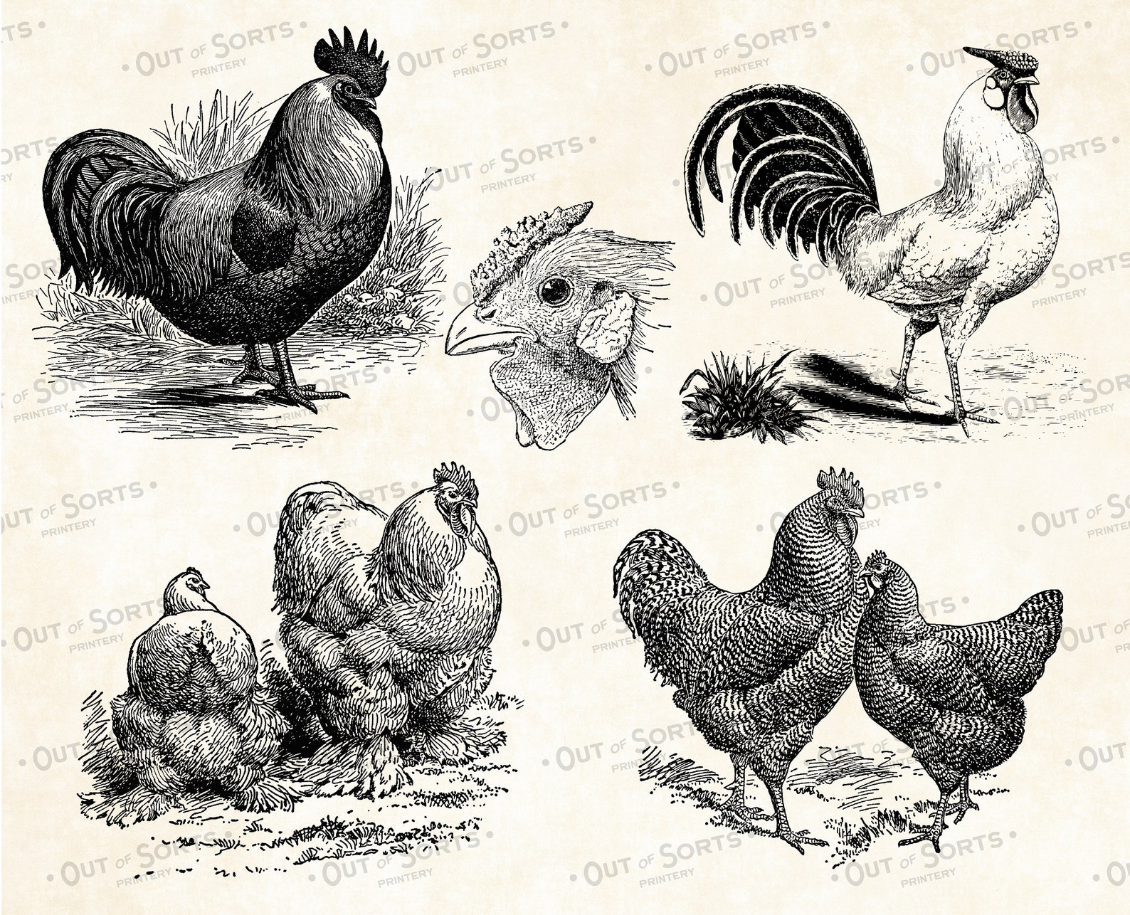 Chickens, Chicks and Rooster Clipart, Poultry PNG, Fowl Overlays ...