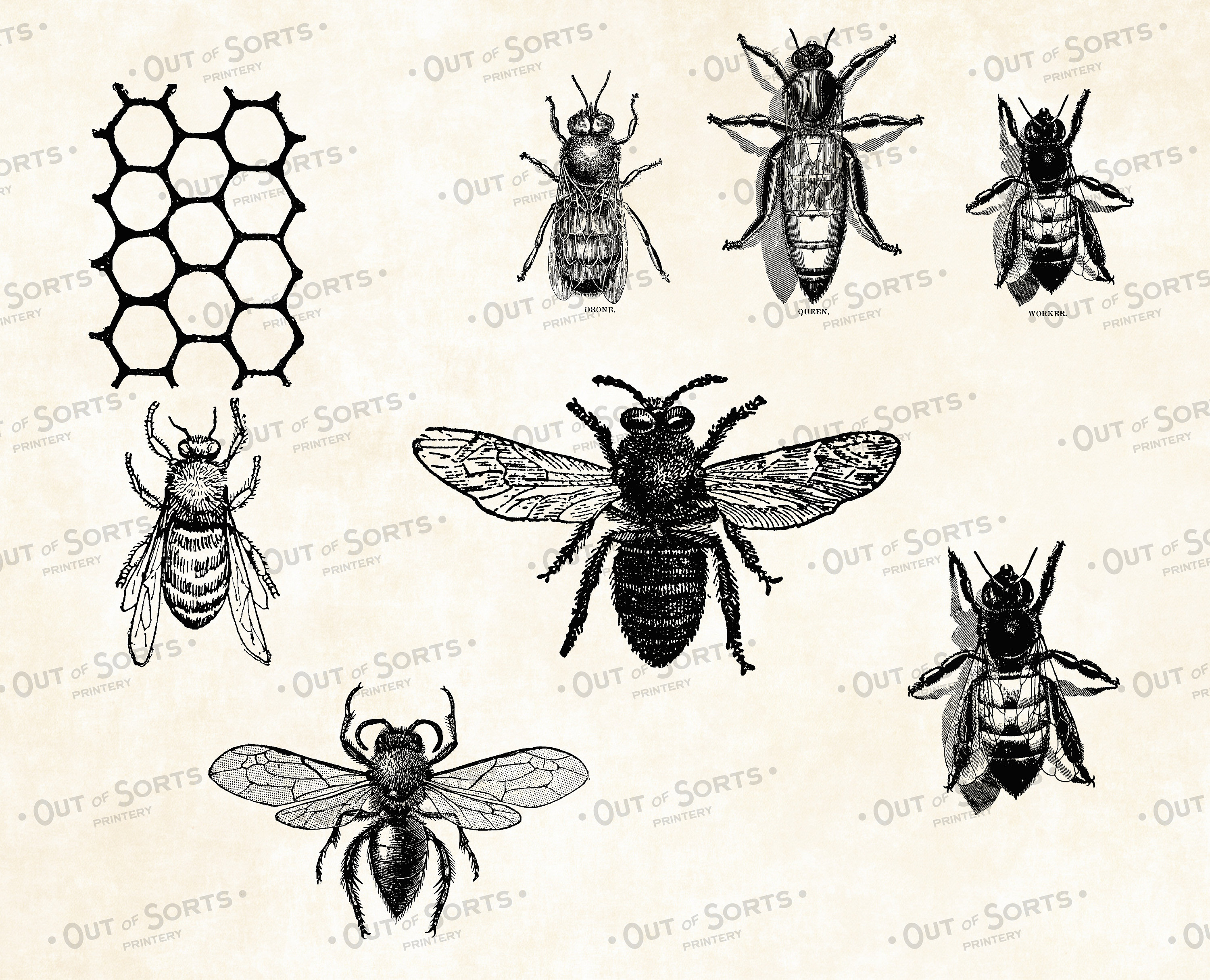 Vintage Bee Clipart Antique Honeybee Overlays Bumble Bee - Etsy