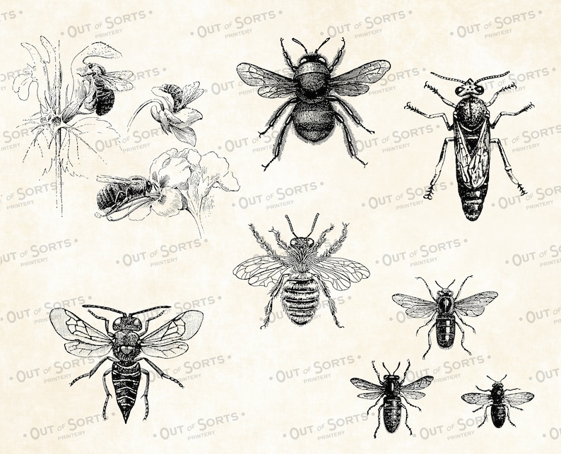 Vintage Bee Clipart Antique Honeybee Overlays Bumble Bee - Etsy