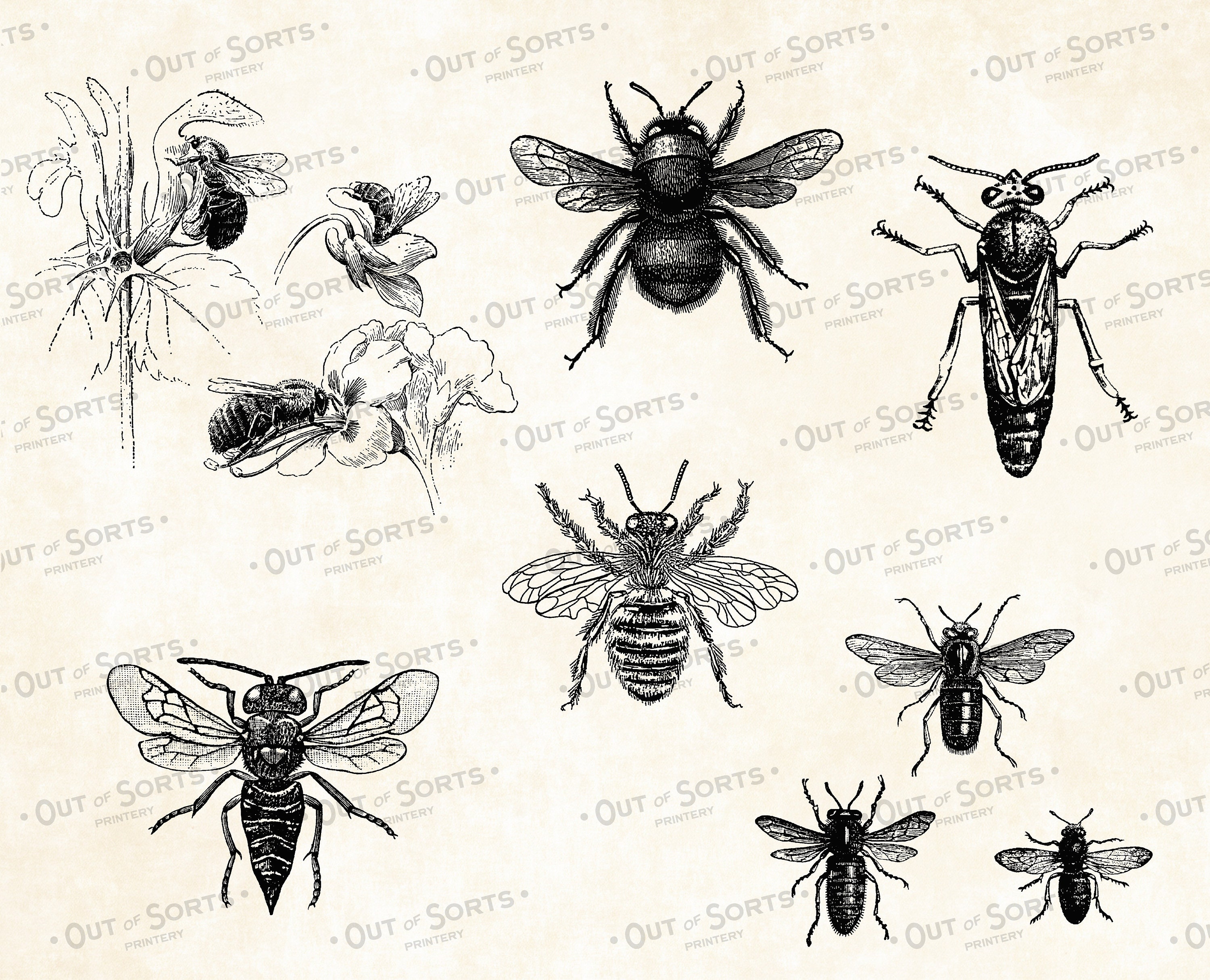 Vintage Bee Clipart Antique Honeybee Overlays Bumble Bee - Etsy