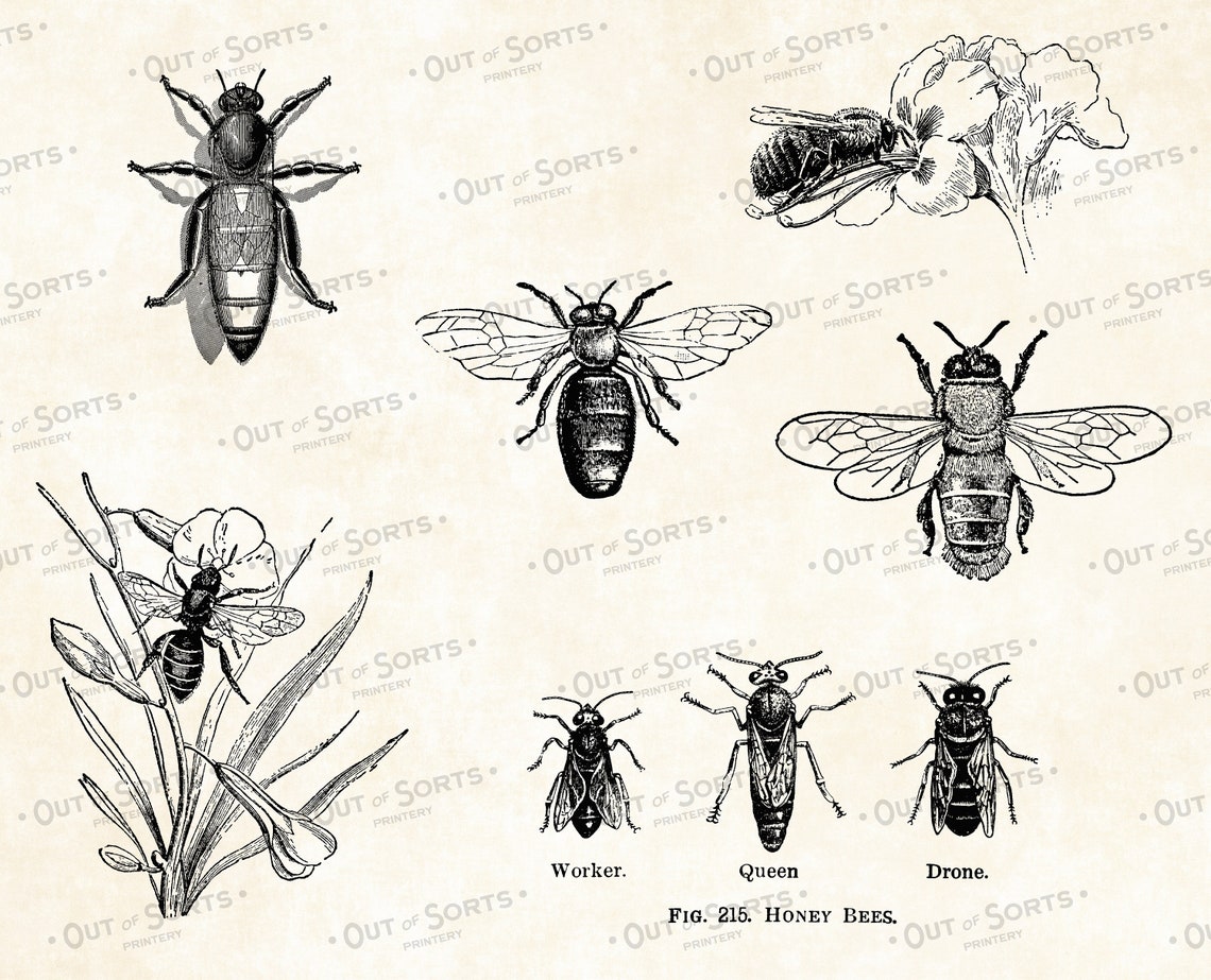 Vintage Bee Clipart Antique Honeybee Overlays Bumble Bee - Etsy