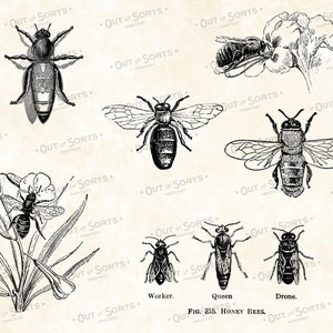 Vintage Bee Clipart, Antique Honeybee Overlays, Bumble Bee Digital ...