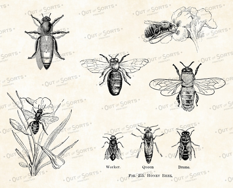 Vintage Bee Clipart Antique Honeybee Overlays Bumble Bee - Etsy