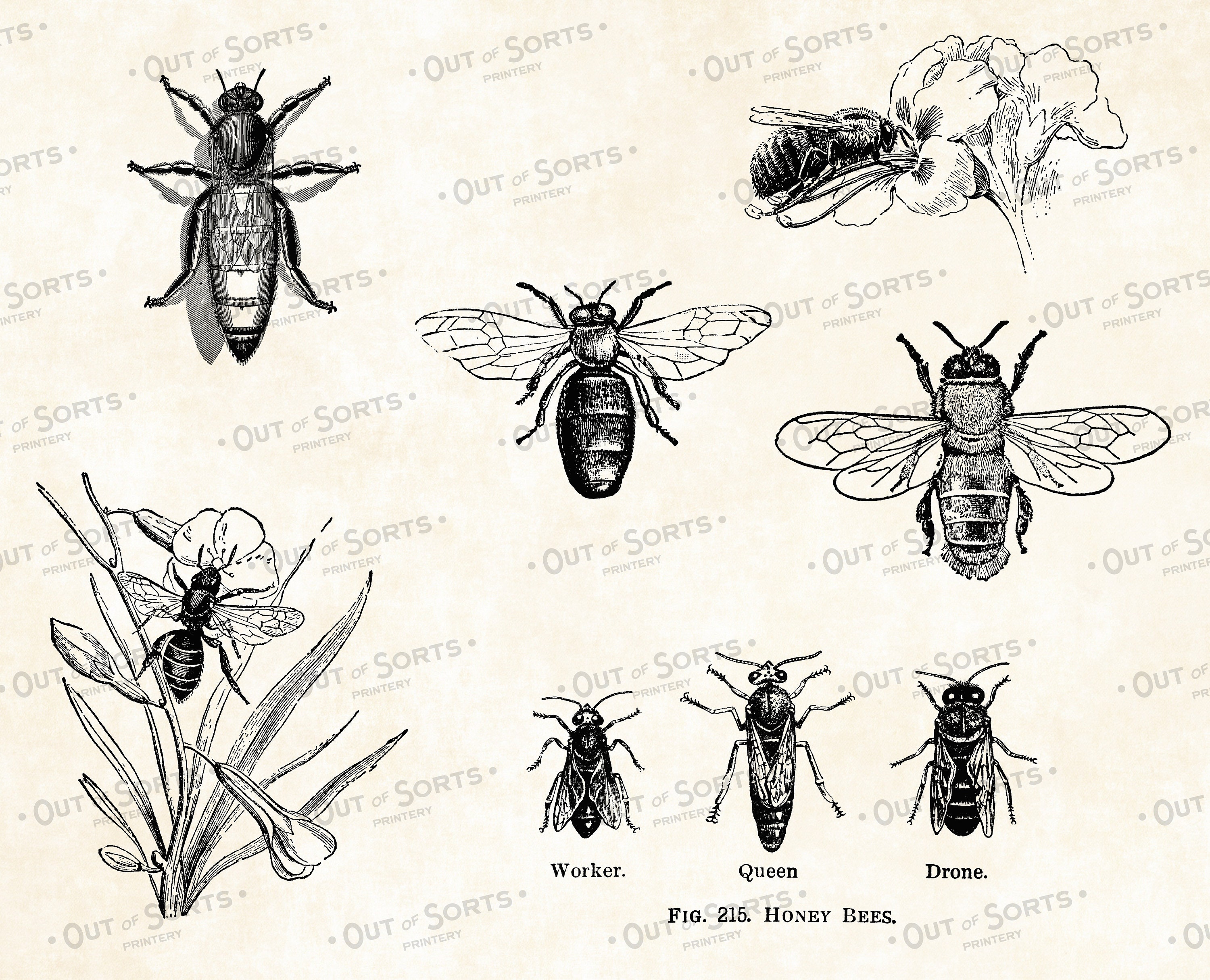 Vintage Bee Clipart Antique Honeybee Overlays Bumble Bee - Etsy
