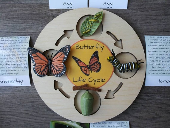 Butterfly Life Cycle Pictures