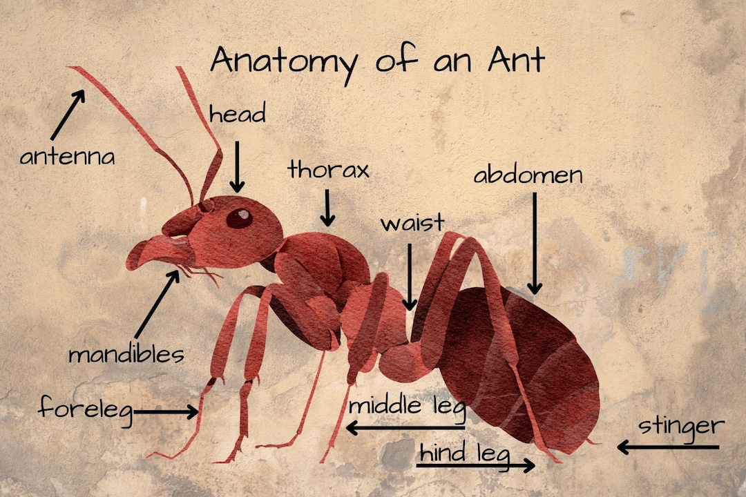 Anatomy of an Ant Montessori Waldorf Science STEM Common - Etsy Canada