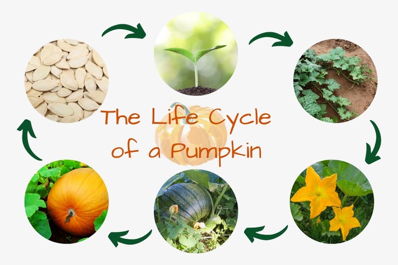 The Life Cycle of a Pumpkin Collection | Etsy