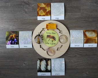 Honey Bee Life Cycle - Etsy