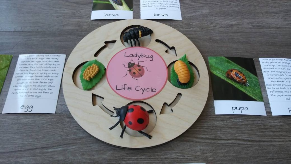 Montessori Life Cycle Board Montessori Life Science | Etsy
