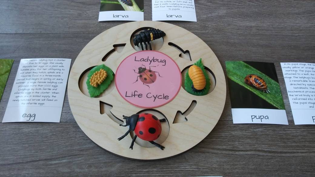 Montessori Life Cycle Board Montessori Life Science | Etsy