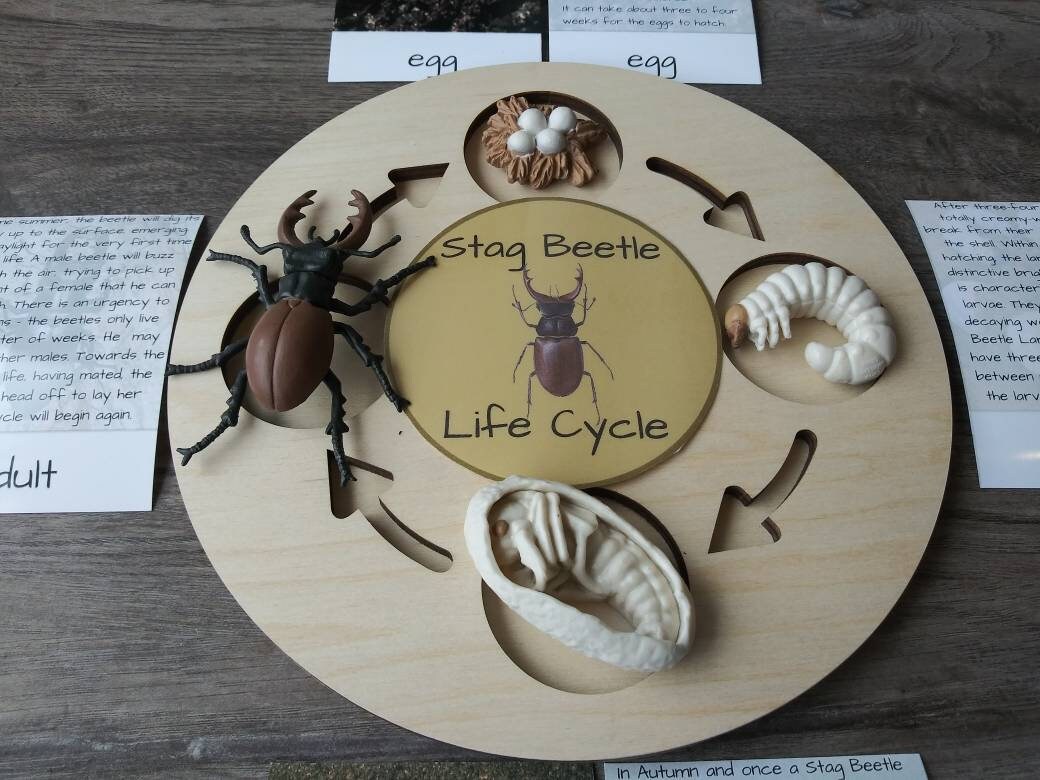 Rhino Beetle Life Cycle
