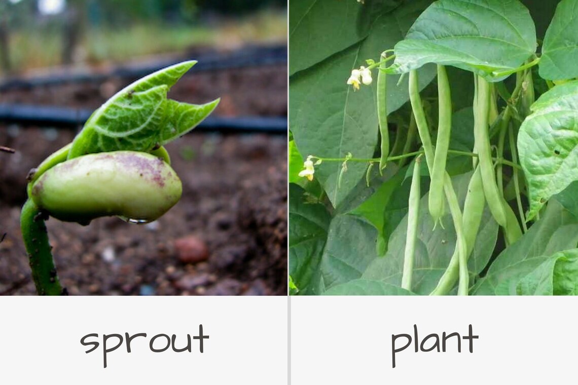 Life Cycle Of A Green Bean Plant Plant Grow Montessori Etsy life-cycle-of-a-green-bean-plant-plant-grow-montessori-etsy