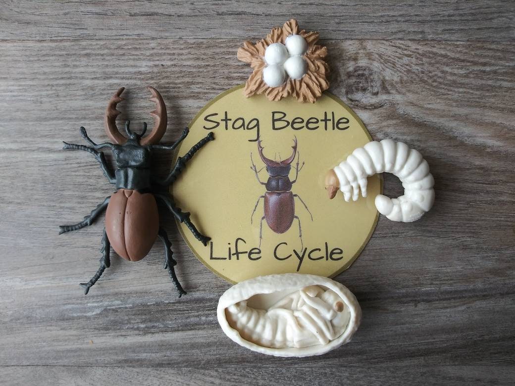 Stag Beetle Life Cycle
