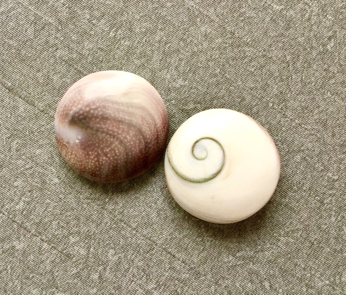 Shiva Eye Shell Pacific Cats Eye Carved Shell | Etsy