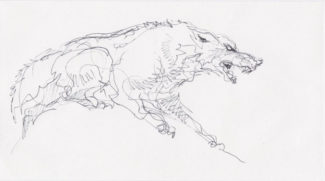 Wolf Running Drawing