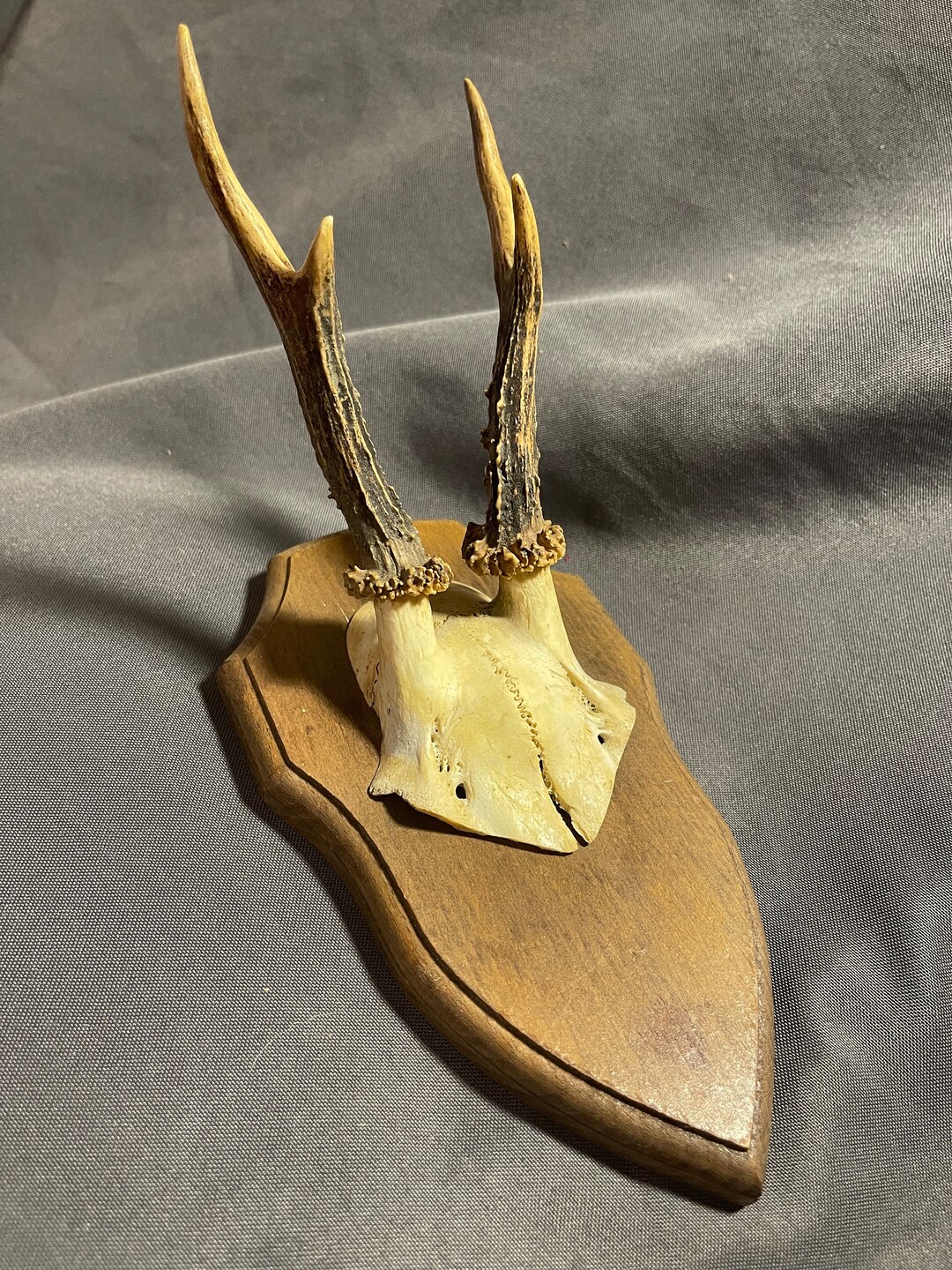 Antique Original Roebuck Horn Roe Deer Antlers Mounted on Shield - Etsy