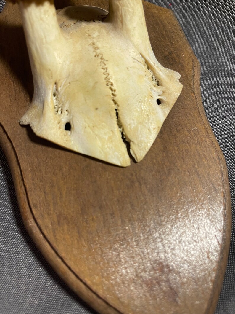 Antique Original Roebuck Horn Roe Deer Antlers Mounted on Shield - Etsy