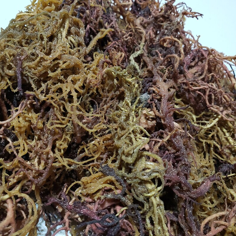 Wild Sea Moss - Etsy