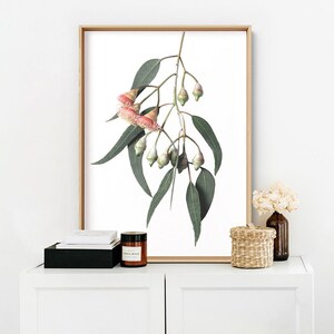 Eucalyptus Flower Art Print. Gum Leaves & Gum Nuts Art Print. Modern ...