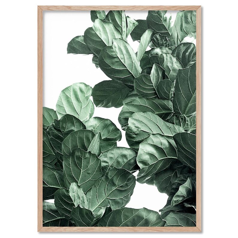 Fiddle Leaf Fig II Art Print. Fig Tree Watercolour Style. Botanical ...